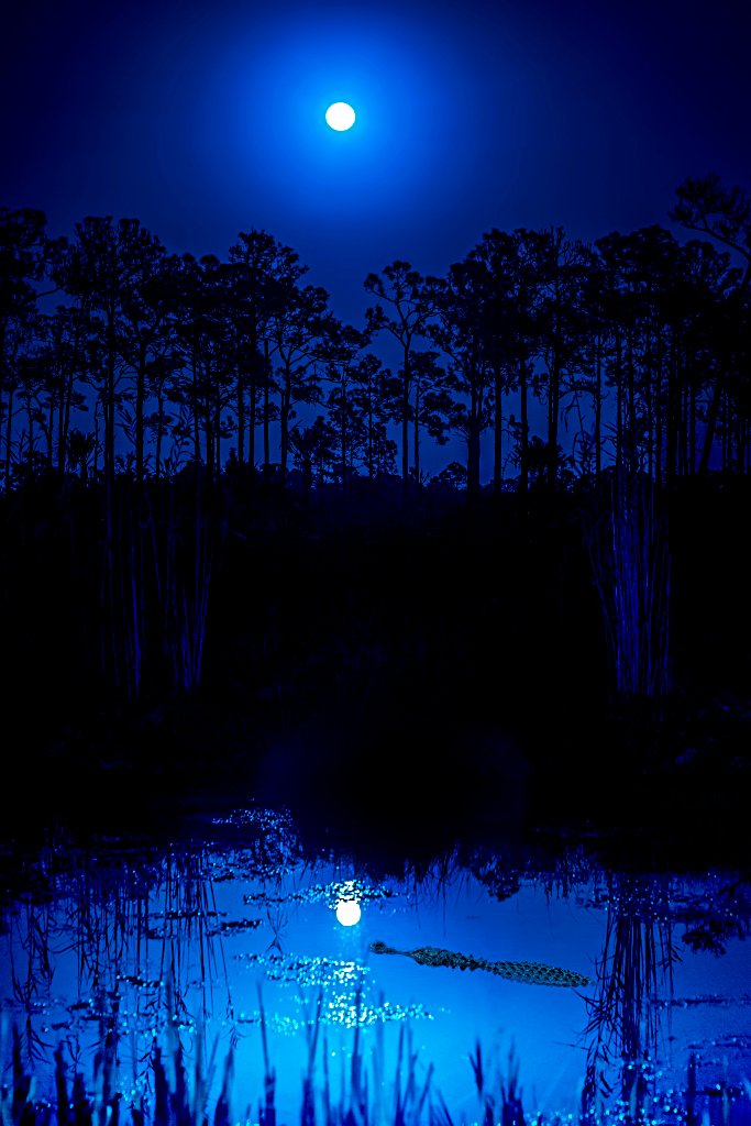 Blue Moon Gator | Andy Morgan Photography
