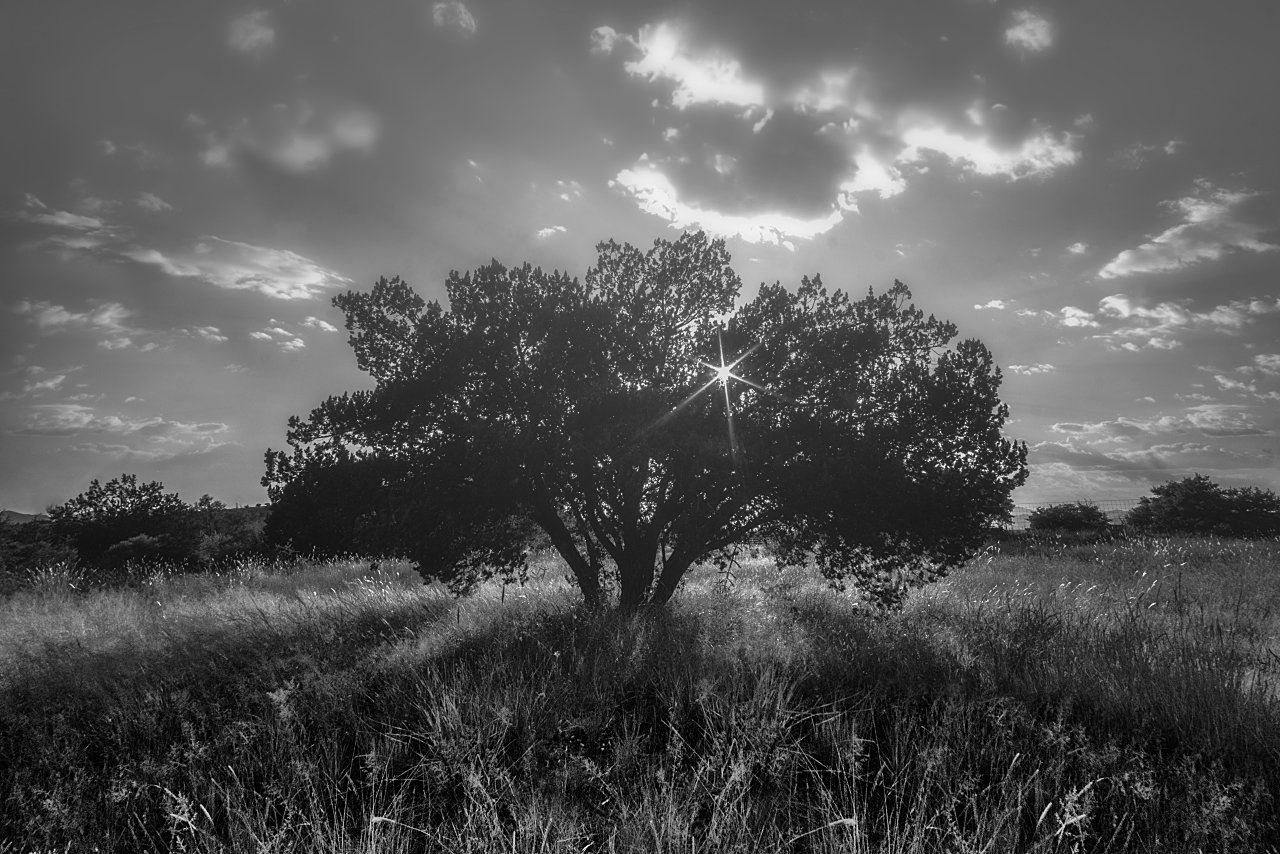 Juniper Sun woo | Andy Morgan Photography