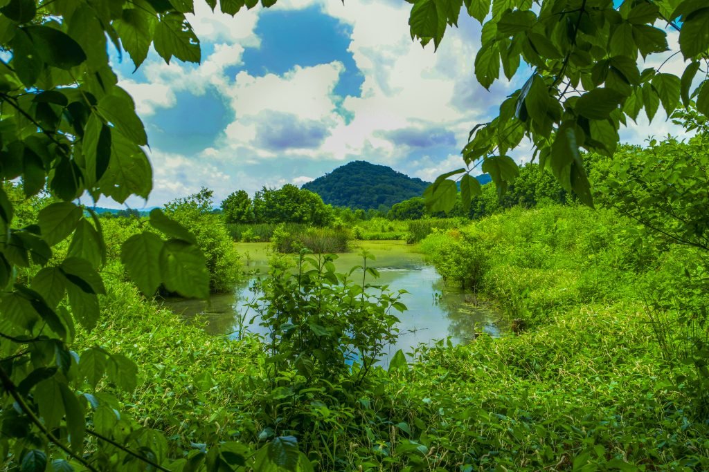 Seven Islands Birding State Park – Kodak, TN | Andy Morgan Photography