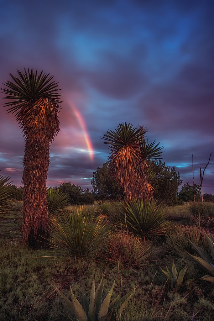 Yucca Rainbow | Andy Morgan Photography