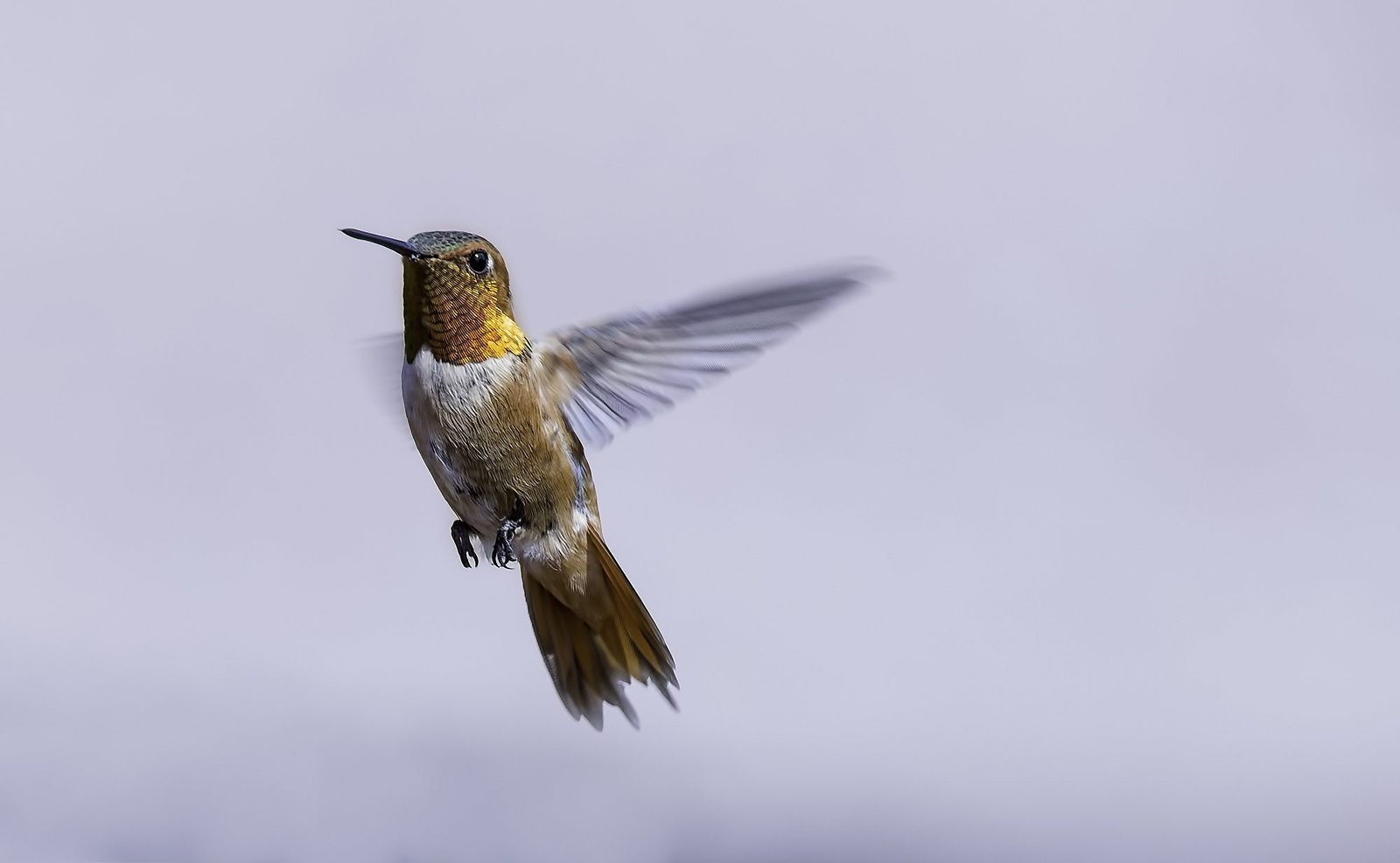 Rufous Hummingbird | Andy Morgan Photography