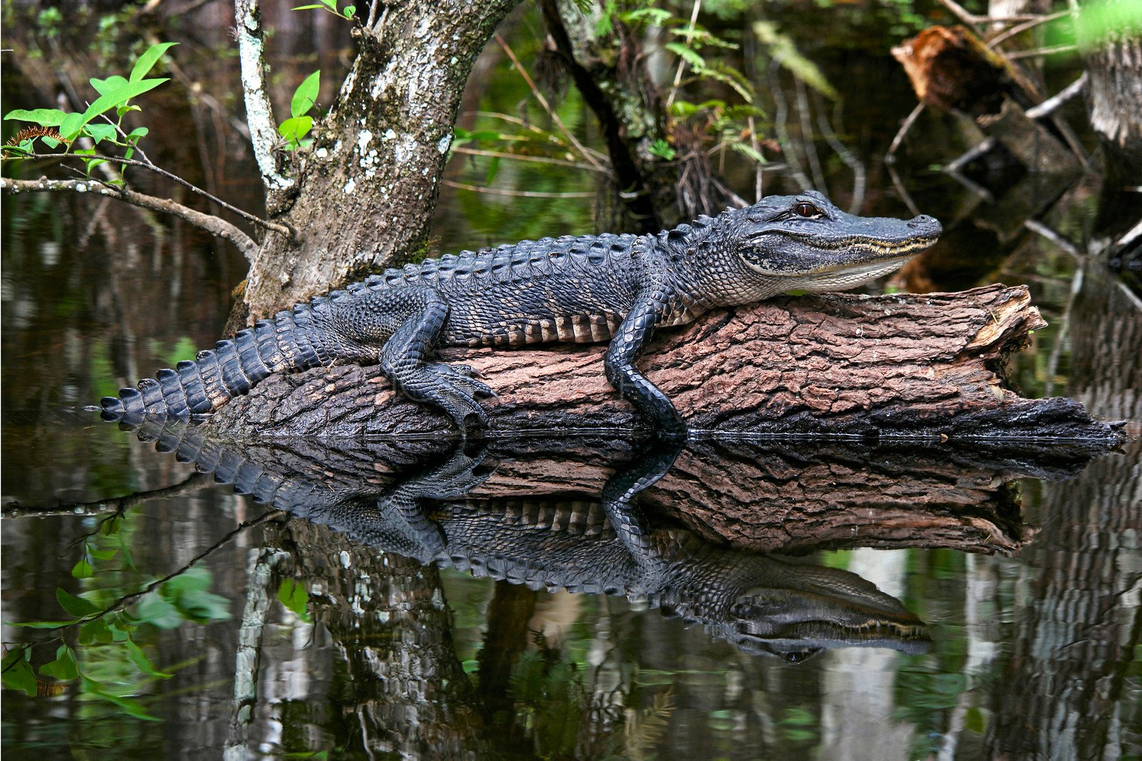 Big Cypress National Preserve – Loop Road | Andy Morgan Photography