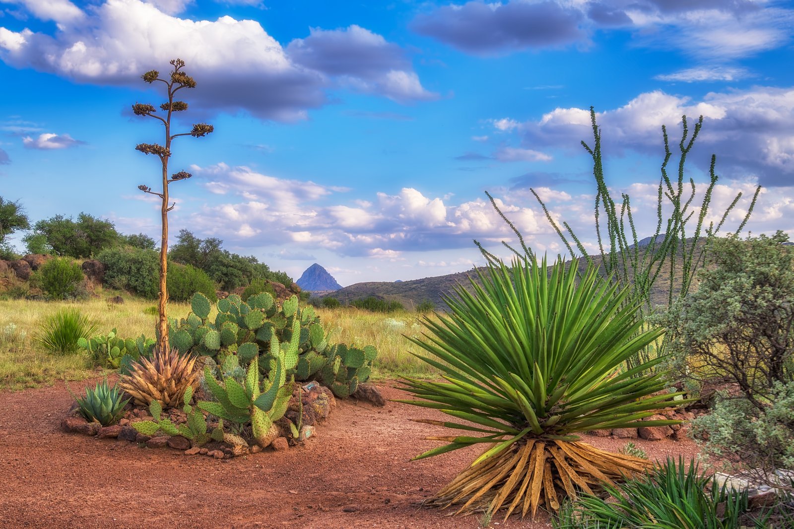 Chihuahuan Desert | Andy Morgan Photography